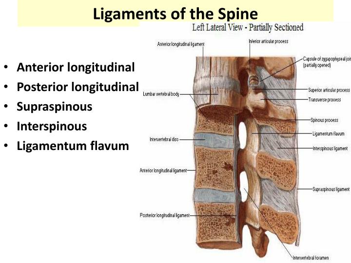 Ppt Anatomy Of The Vertebral Column Powerpoint Presentation Id 6878956
