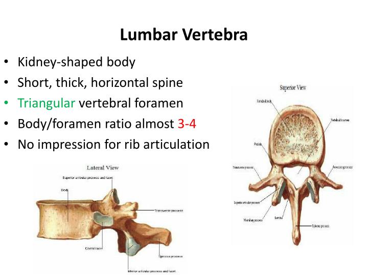 PPT - Anatomy of the vertebral column PowerPoint Presentation - ID:6878956