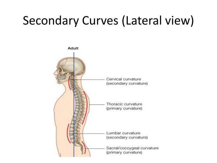Ppt Anatomy Of The Vertebral Column Powerpoint Presentation Id 6878956