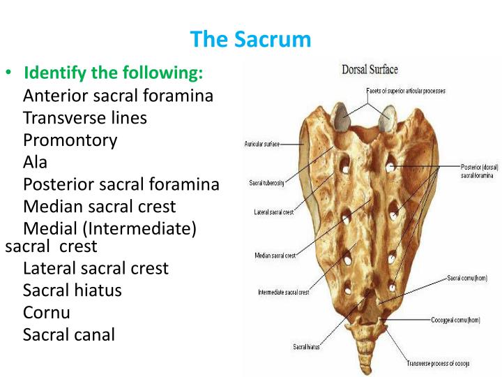 PPT - Anatomy of the vertebral column PowerPoint Presentation - ID:6878956