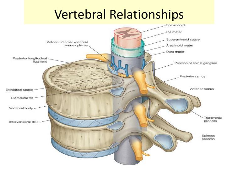 PPT - Anatomy of the vertebral column PowerPoint Presentation - ID:6878956