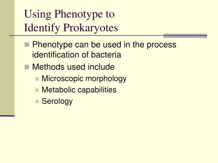 PPT - Identification and Classification of Prokaryotes PowerPoint ...