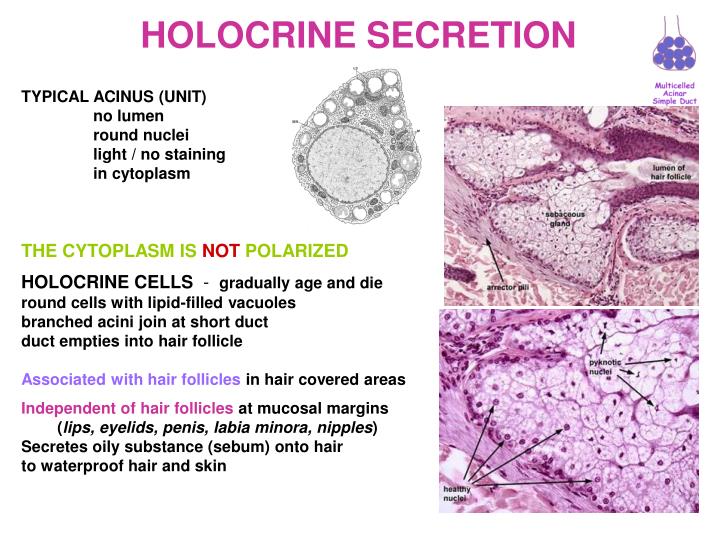 PPT - GLANDULAR EPITHELIUM PowerPoint Presentation - ID:6879253