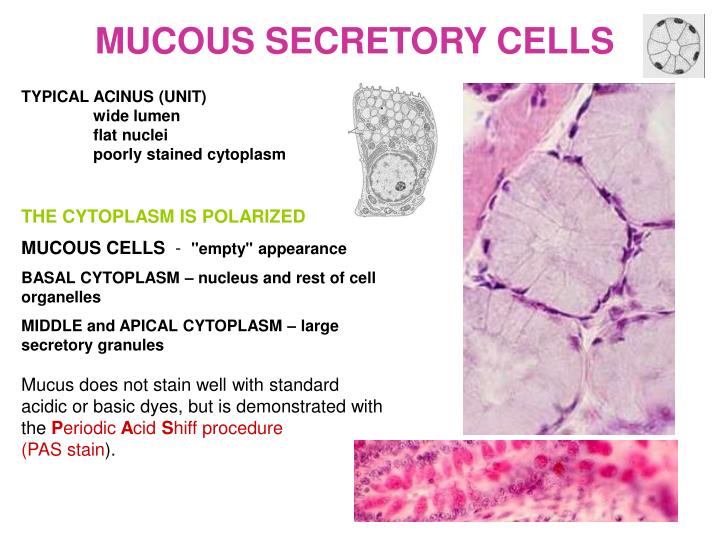 PPT - GLANDULAR EPITHELIUM PowerPoint Presentation - ID:6879253