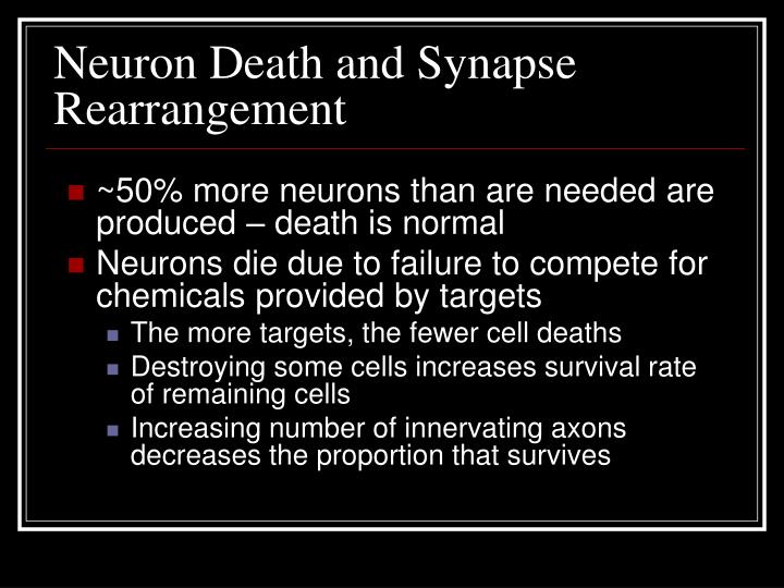 PPT - Brain Development & Neuroplasticity PowerPoint Presentation - ID ...