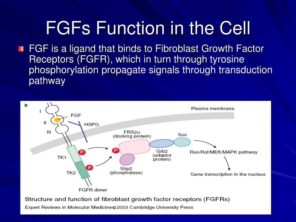 PPT - Fibroblast Growth Factors (FGFs) PowerPoint Presentation, free ... PPT - Fibroblast Growth Factors (FGFs) PowerPoint Presentation, free ...