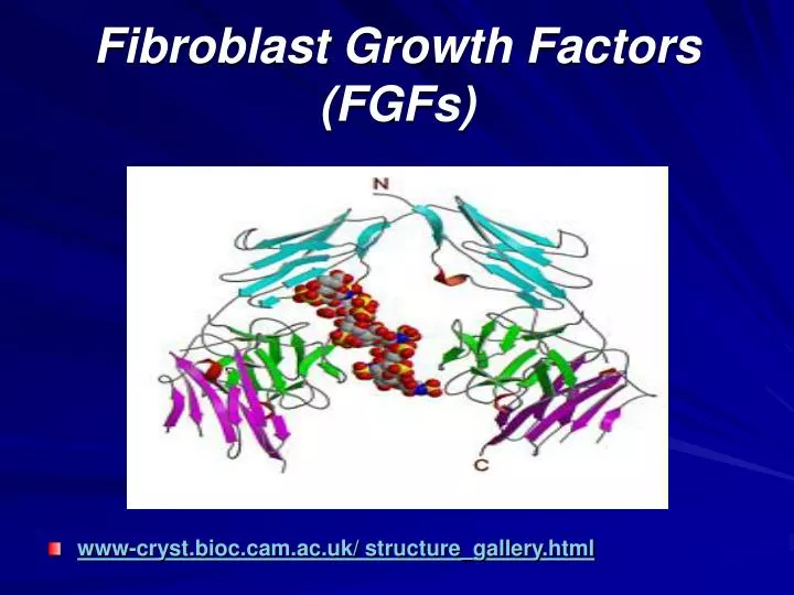PPT - Fibroblast Growth Factors (FGFs) PowerPoint Presentation, free ...