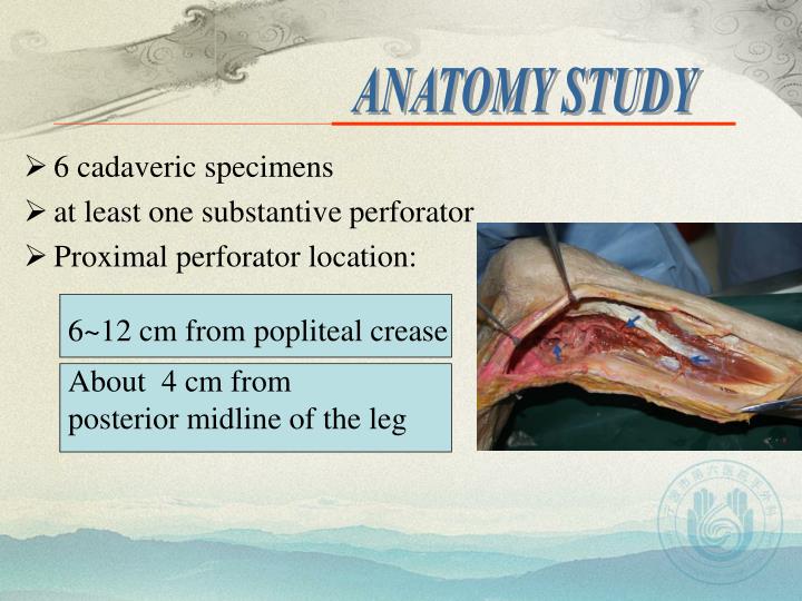 PPT - The Anatomy and Clinic Application of Free Medial Sural Artery ...