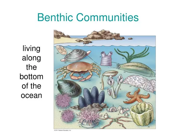 PPT - Benthic Communities PowerPoint Presentation, free download - ID ...