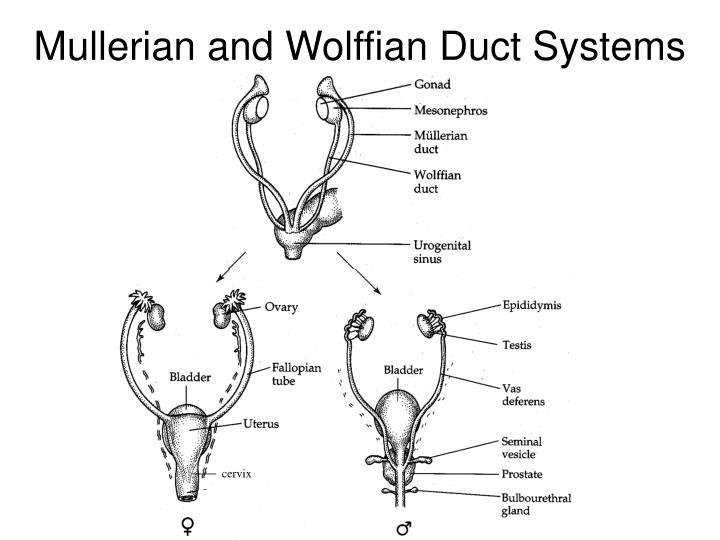 PPT - Testicular Anatomy PowerPoint Presentation - ID:6879799