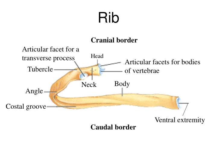 PPT - Lab04 Vertebrae Ribs and rib articulation Sternum Skull Review ...