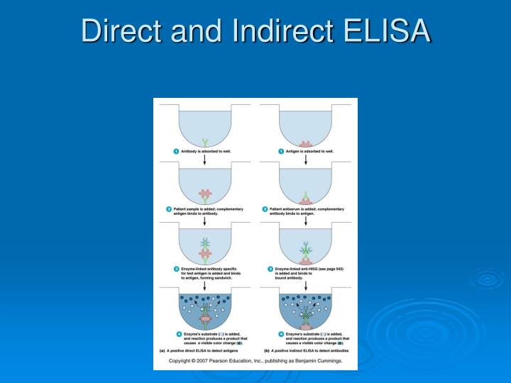 PPT - Practical Applications of Immunology PowerPoint Presentation - ID ...