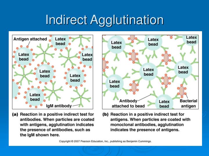 PPT - Practical Applications of Immunology PowerPoint Presentation - ID ...