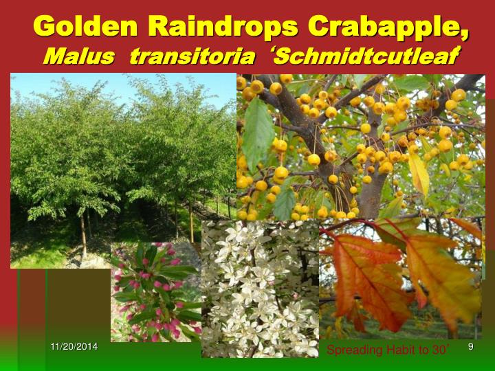 PPT - Exciting New and Under Utilized Trees for the Urban Environment ...