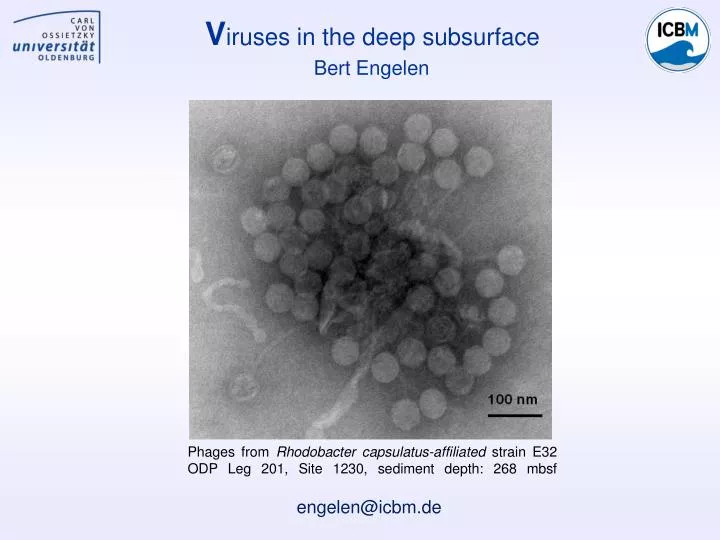 PPT - V iruses in the deep subsurface PowerPoint Presentation, free ...