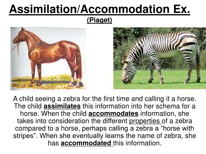 PPT - Development Conception to Adolescence PowerPoint Presentation ...