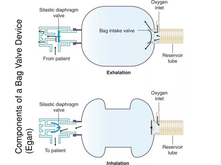 PPT - Components of a Bag Valve Device (Egan) PowerPoint Presentation ...
