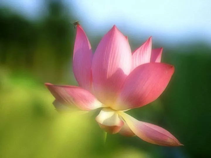 PPT - Lotus PowerPoint Presentation, free download - ID:6882748