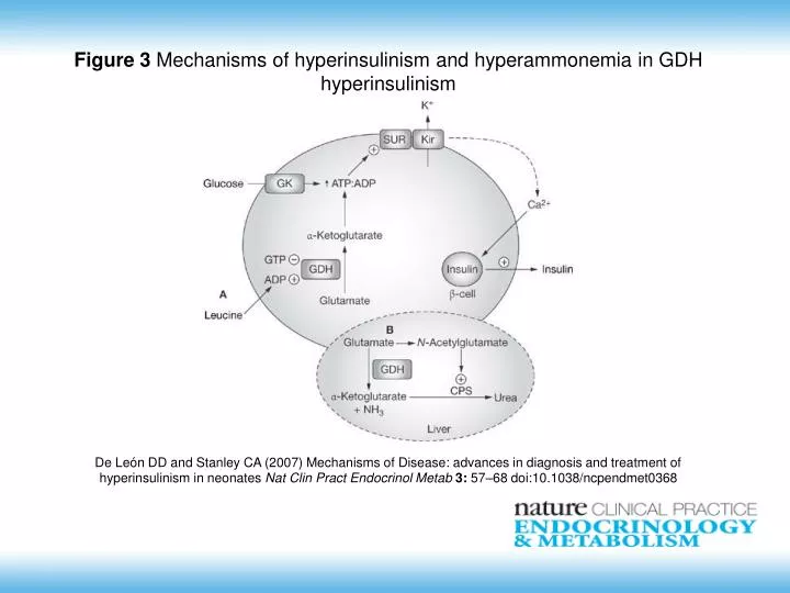 PPT - Figure 3 Mechanisms of hyperinsulinism and hyperammonemia in GDH ...