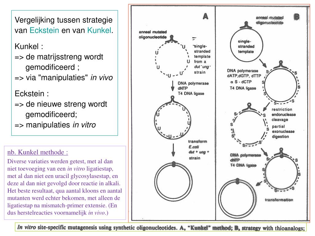 PPT - Plaatsgerichte mutagenese Primrose & Twyman PowerPoint ...