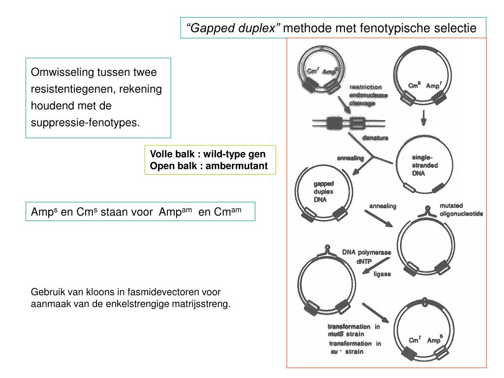 PPT - Plaatsgerichte mutagenese Primrose & Twyman PowerPoint ...