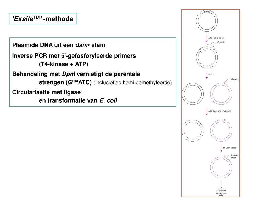 PPT - Plaatsgerichte mutagenese Primrose & Twyman PowerPoint ...
