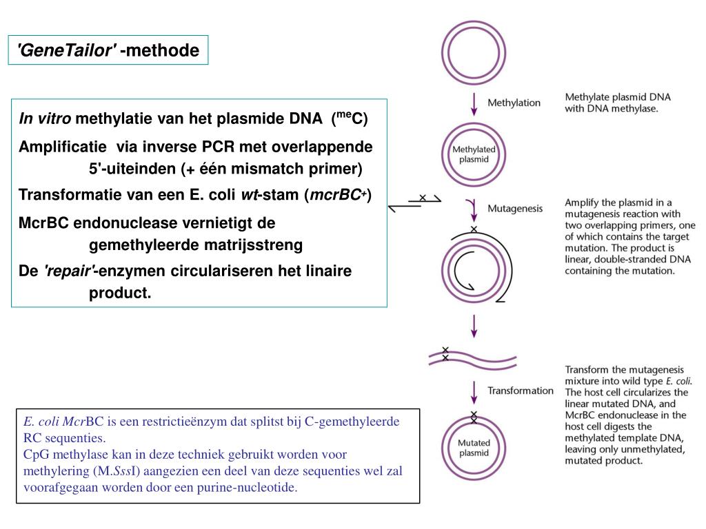 PPT - Plaatsgerichte mutagenese Primrose & Twyman PowerPoint ...
