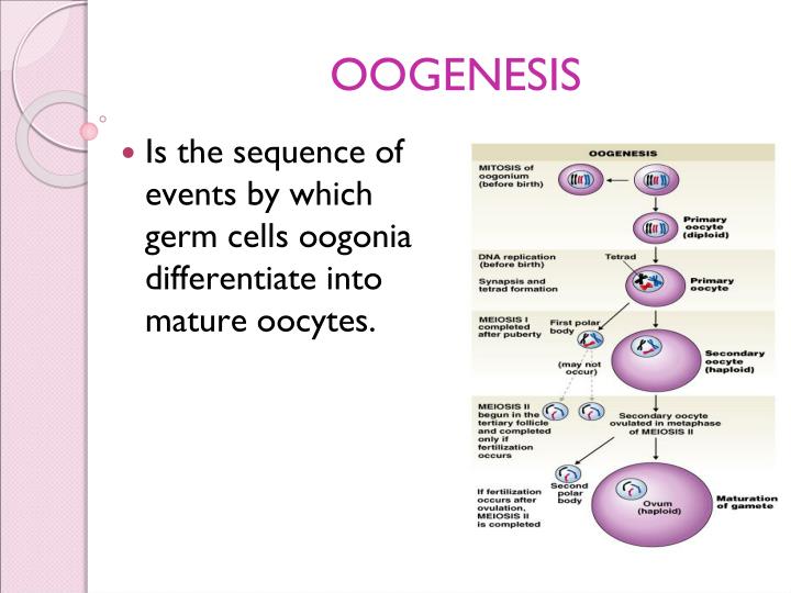 PPT - OOGENESIS PowerPoint Presentation - ID:6883862