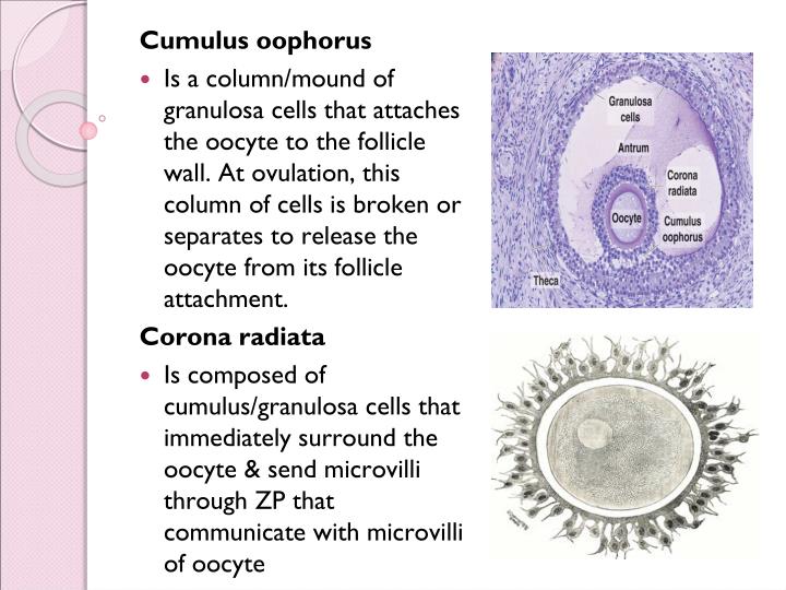 PPT - OOGENESIS PowerPoint Presentation - ID:6883862