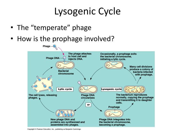 PPT - GENETICS OF VIRUSES PowerPoint Presentation - ID:6883987
