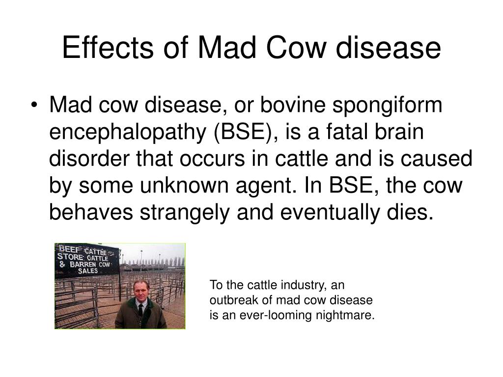 Ppt Mad Cow Disease Powerpoint Presentation Free Download Id 6884006