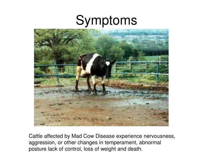 PPT - Mad Cow Disease PowerPoint Presentation - ID:6884006