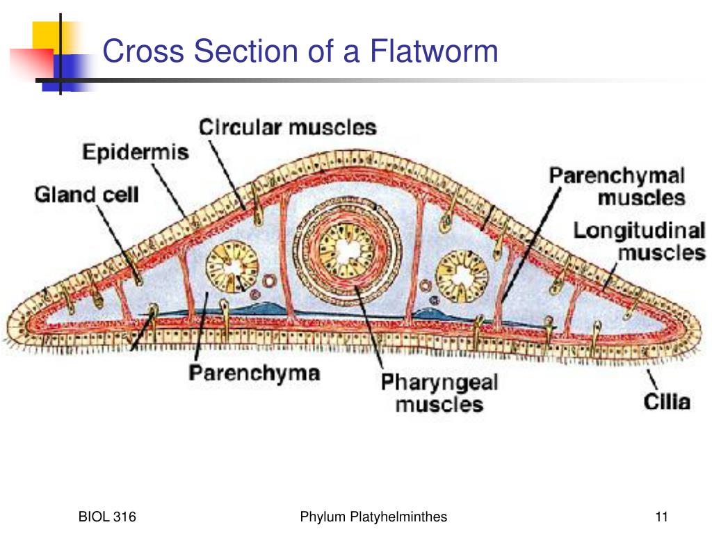 PPT - Biology 11 – Kingdom Animalia Study of the Primitive Worms PowerPoint Presentation - ID ...