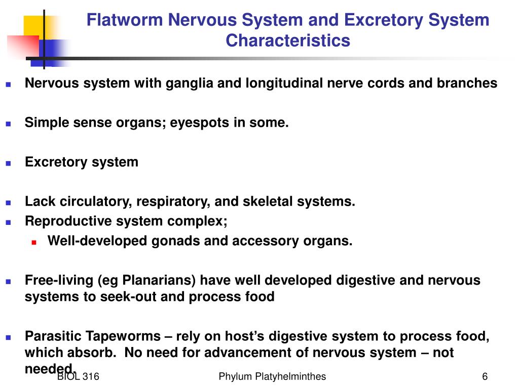 PPT - Exploring the Complexities of Primitive Worms: Flatworms and ...