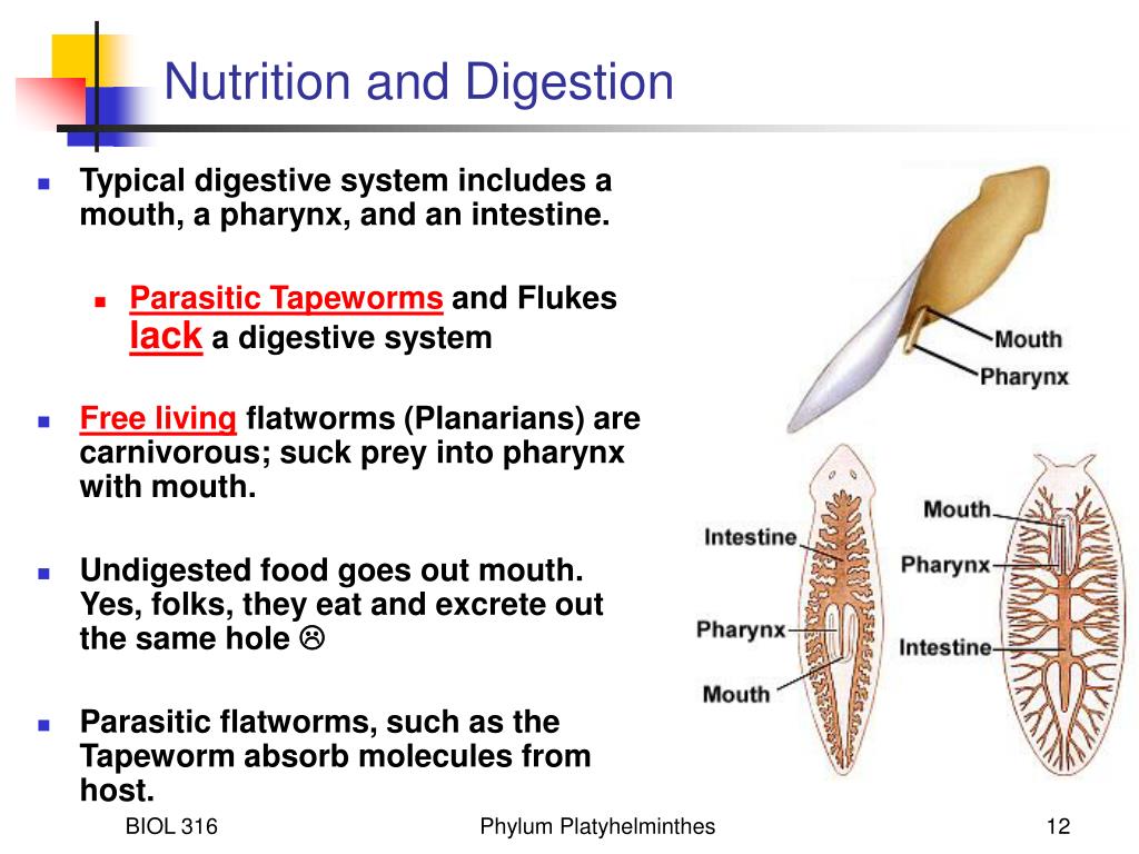 PPT - Exploring the Complexities of Primitive Worms: Flatworms and ...