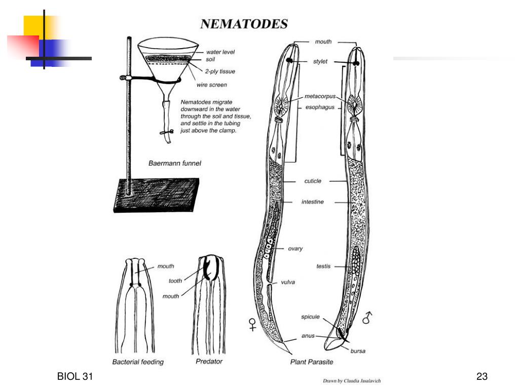 PPT - Biology 11 – Kingdom Animalia Study of the Primitive Worms ...