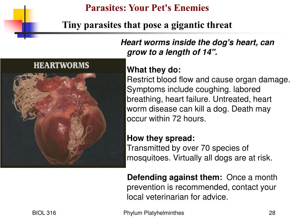 PPT - Biology 11 – Kingdom Animalia Study of the Primitive Worms ...