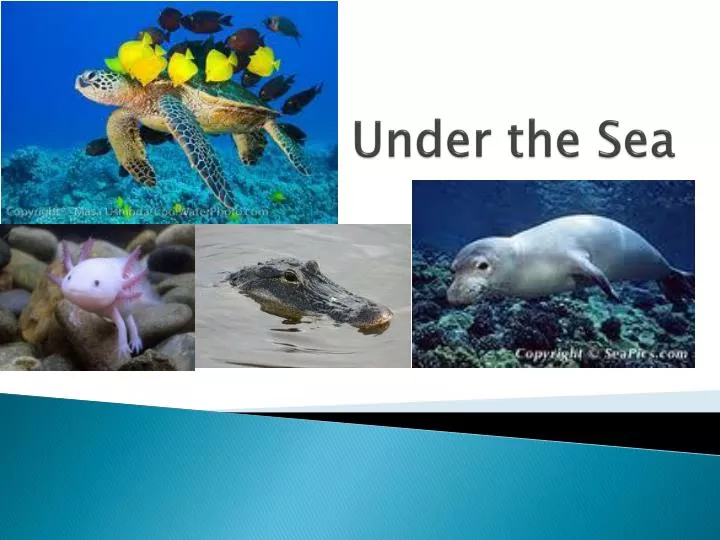 PPT - Under the Sea PowerPoint Presentation, free download - ID:6884847