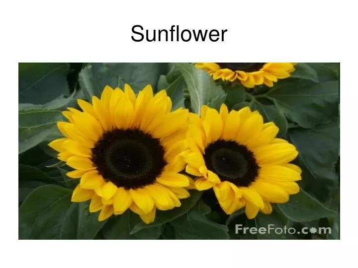 PPT - Sunflower PowerPoint Presentation, free download - ID:6885866