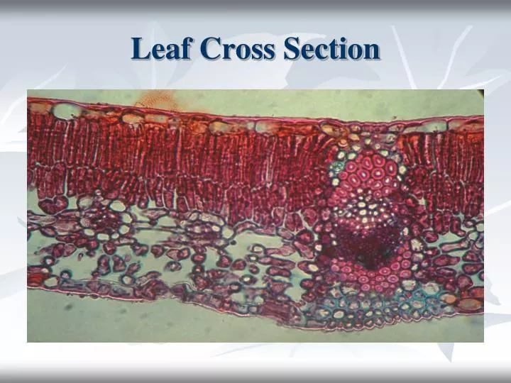 PPT - Leaf Cross Section PowerPoint Presentation, free download - ID ...