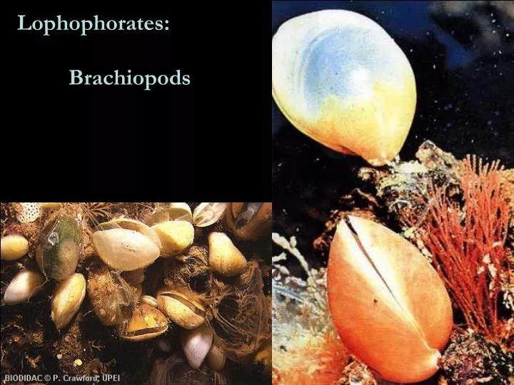 PPT - Lophophorates: Brachiopods PowerPoint Presentation, free download ...