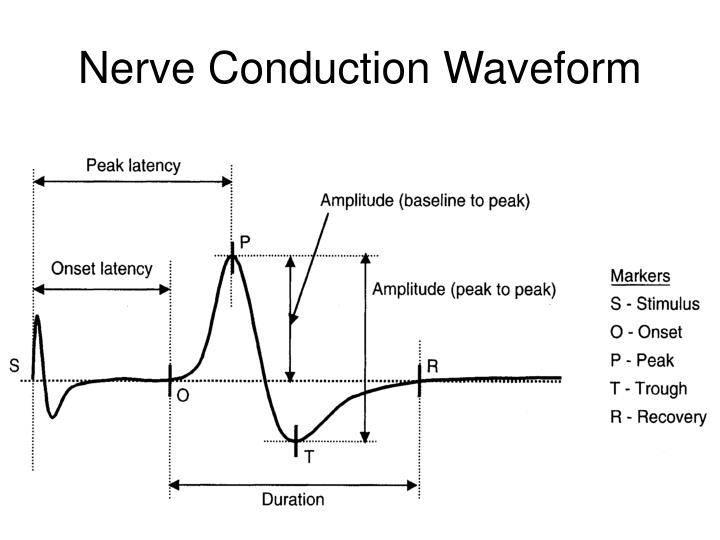 PPT - IE 552 Mechanics of Musculoskeletal System Dr. Andris Freivalds ...