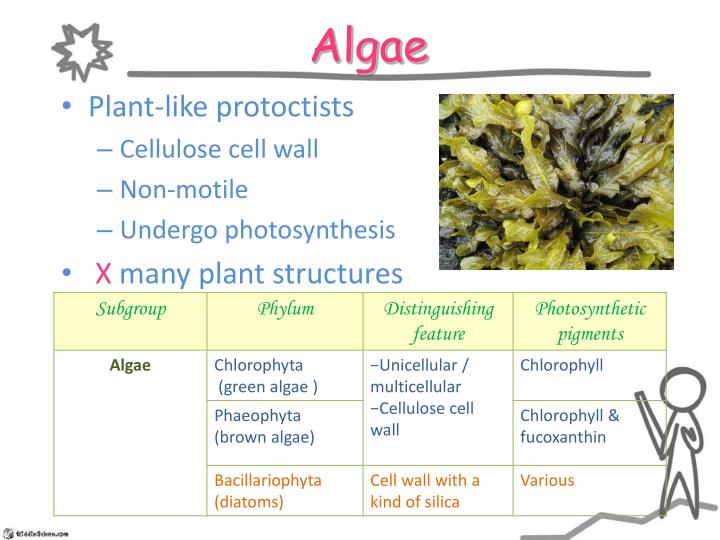 PPT - Dichotomous key Kingdom Proyaryota (bacteria) Kingdom Protoctista ...