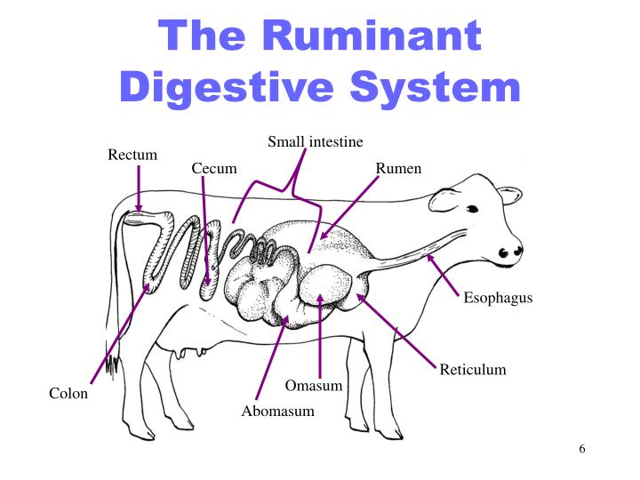 PPT - You are what you eat! PowerPoint Presentation - ID:6889632