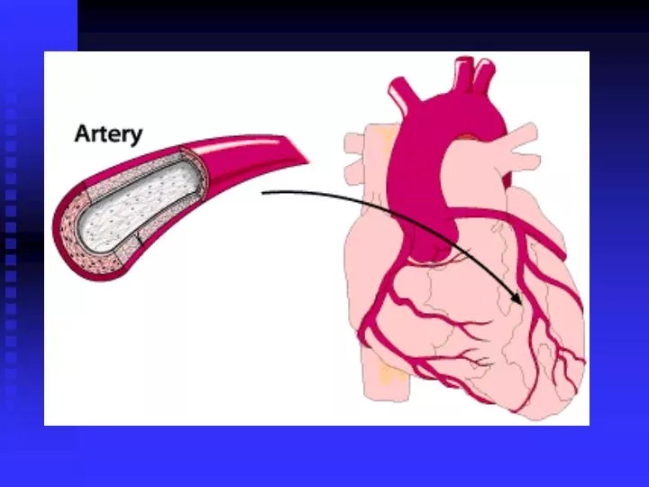 PPT - Normal heart PowerPoint Presentation, free download - ID:6889693