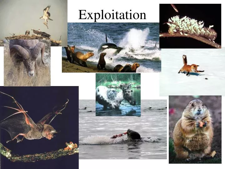 PPT - Exploitation PowerPoint Presentation, free download - ID:6890205