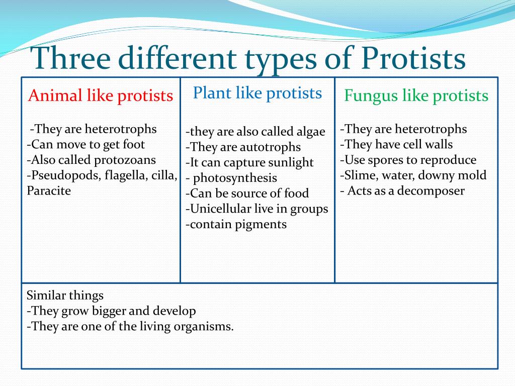 PPT Virus VS Protist PowerPoint Presentation Free Download ID 6890800 PPT Virus VS Protist PowerPoint Presentation Free Download ID 6890800