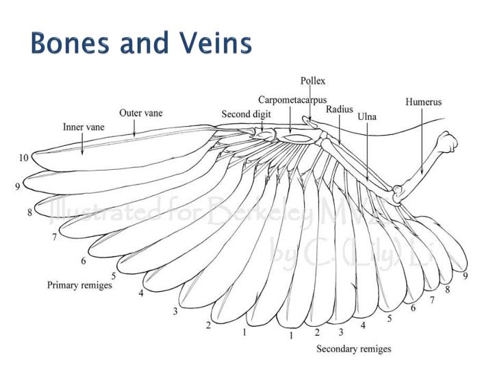 PPT - Birds: Types PowerPoint Presentation - ID:6890929
