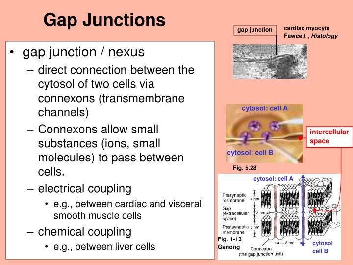PPT - What are the mechanisms by which cells send and receive signals ...