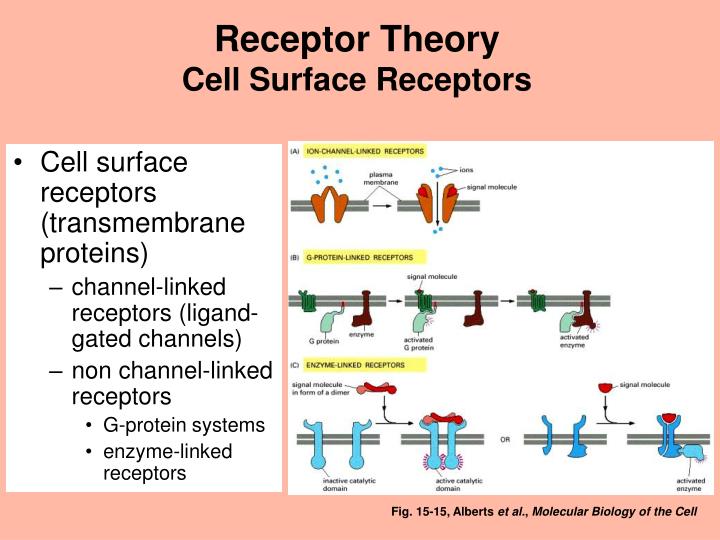 PPT - What are the mechanisms by which cells send and receive signals ...